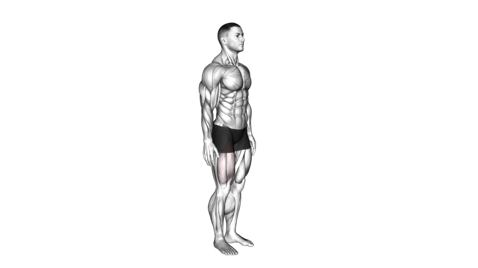 Standing Balance Quadriceps Stretch - Exercise Guide & Tips