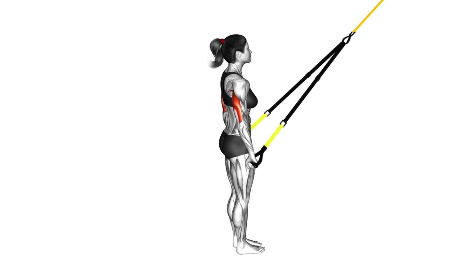 Band Triceps Kickback (Female): Ultimate Exercise Guide & Tips
