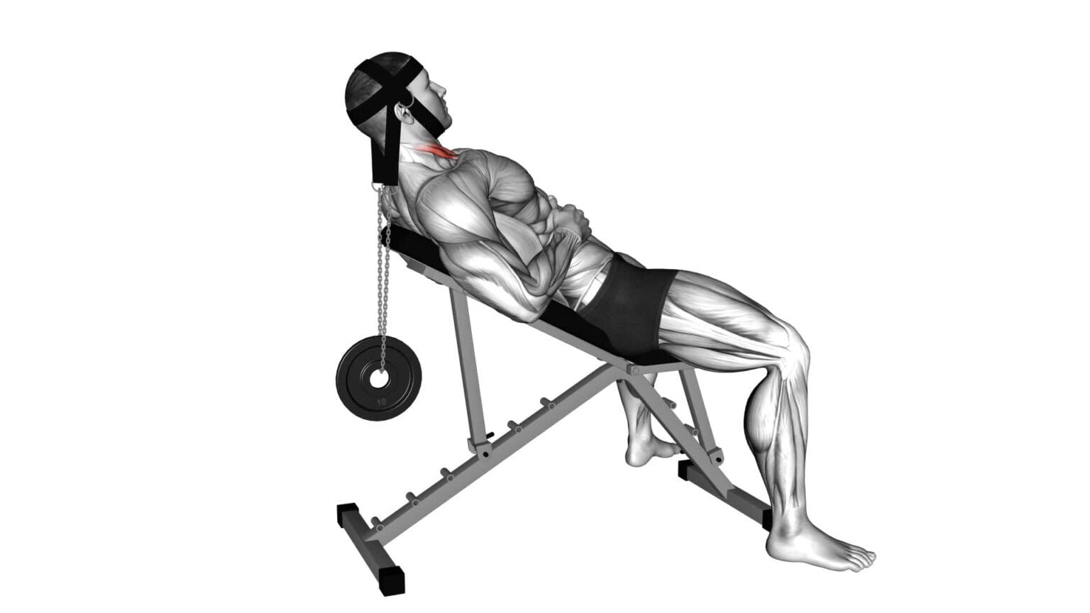 Neck Flexion Exercise With Head Harness: Video Guide & Tips