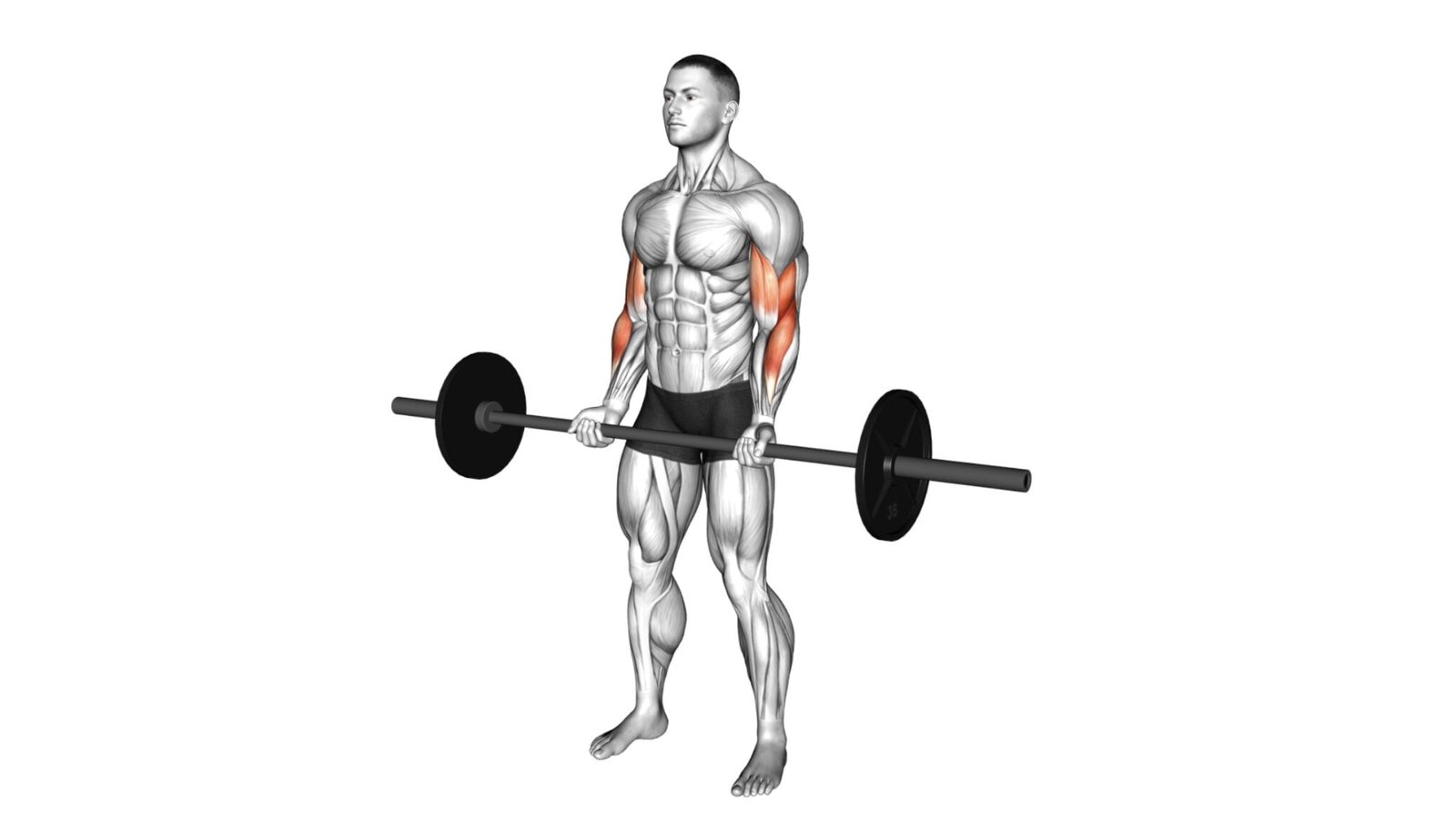 Ultimate Guide To Arm Workout With Plates Build Stronger Arms Today Ultimate Guide To Arm Workout With Plates Build Stronger Arms Today
