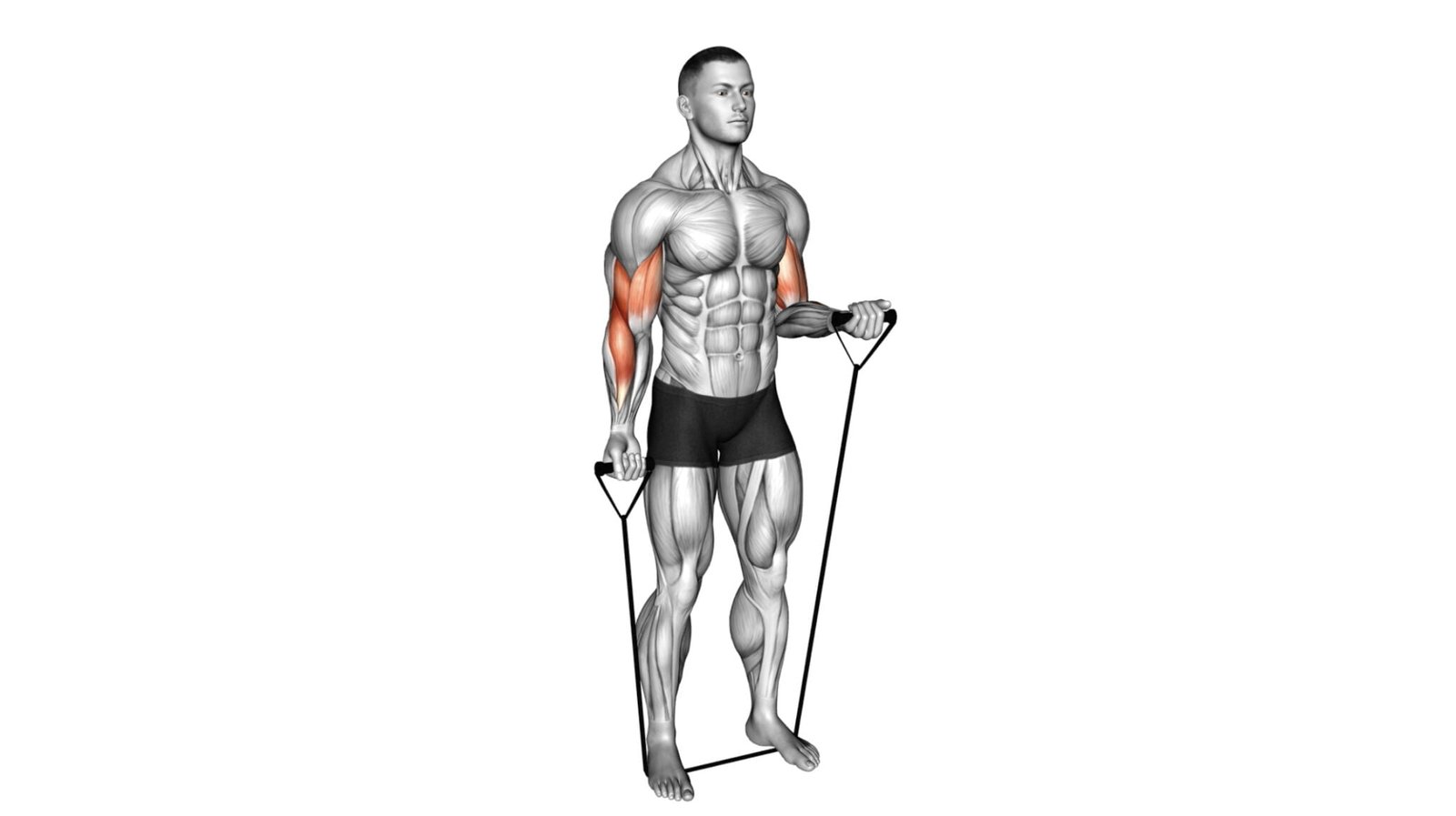 10 Effective Resistance Band Exercises For Bicep To Build Stronger Arms Workout Guru