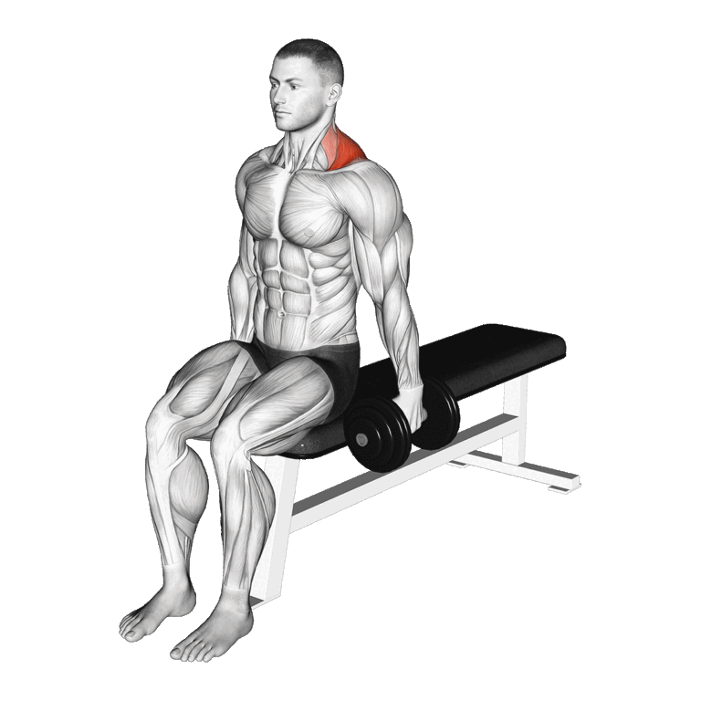 7 Dumbbell Exercises For Traps: Build Stronger And Fuller Upper Back ...