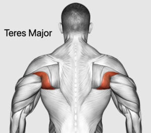 Teres Major Workout - Strengthen And Target Your Muscles Fast ...