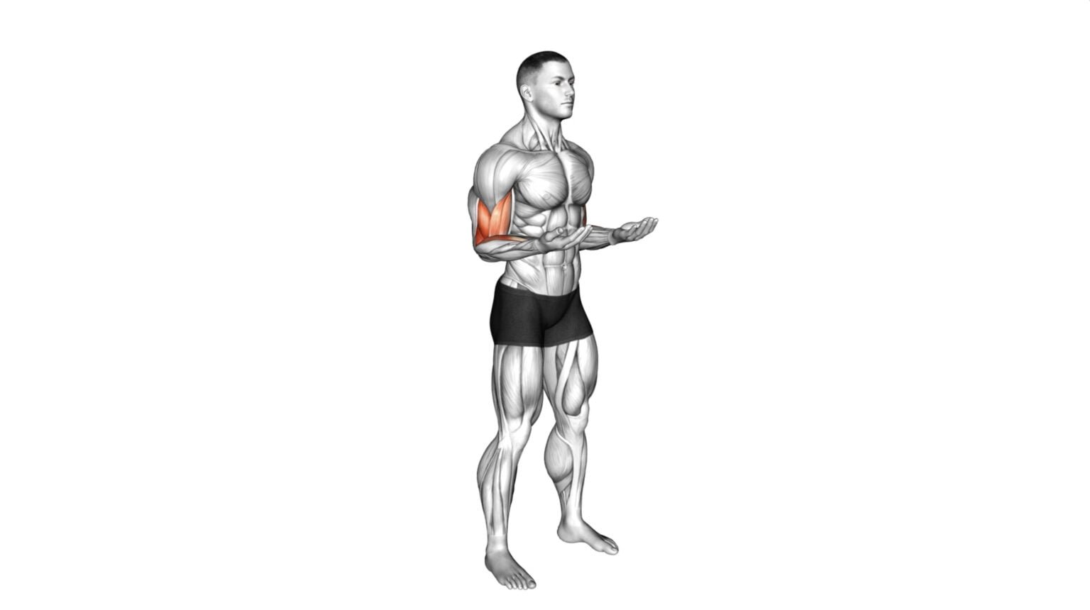 10 Effective Resistance Band Exercises For Bicep To Build Stronger Arms
