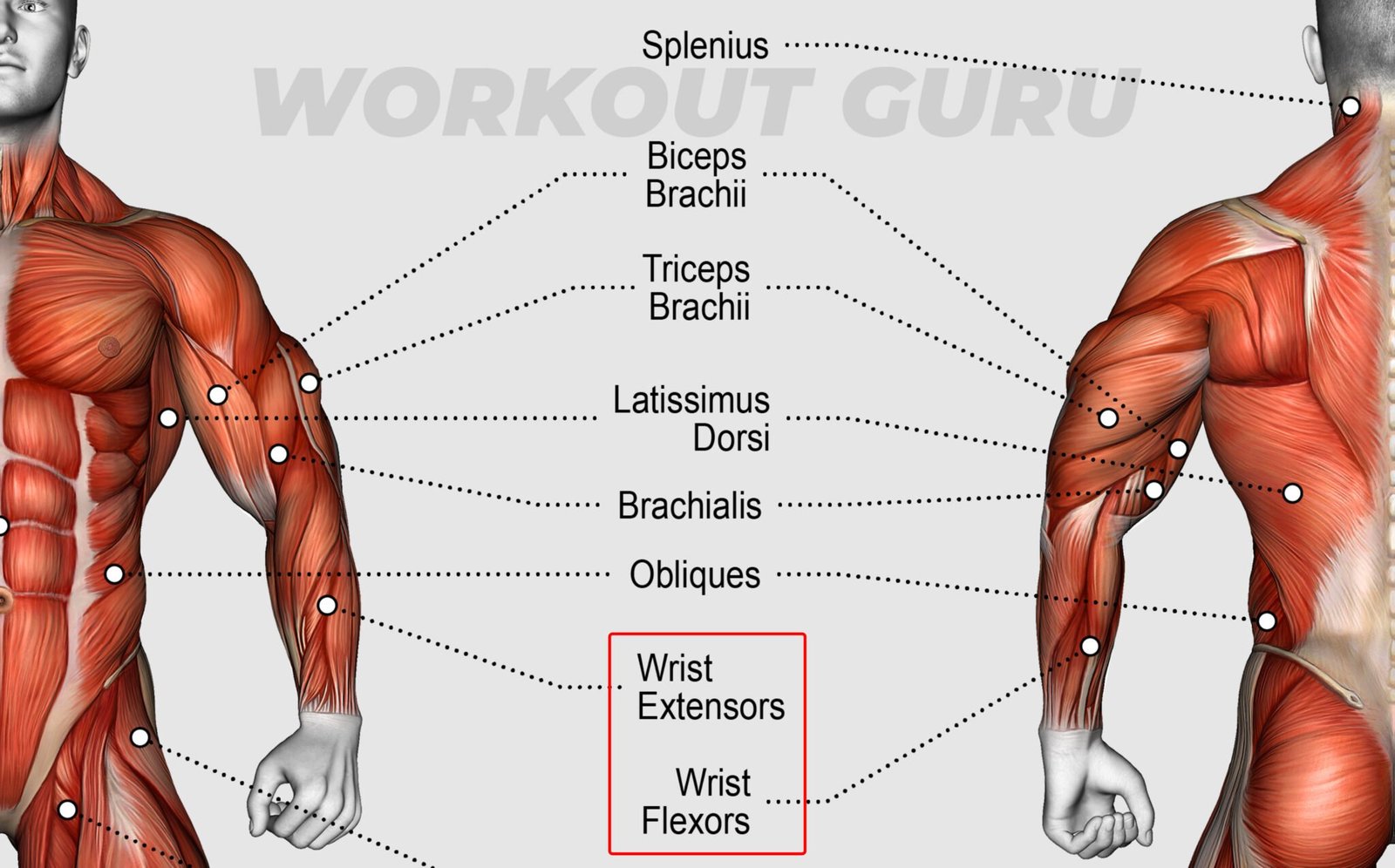 10 Dumbbell Exercises For Forearms You Need To Try Today! - Workout Guru