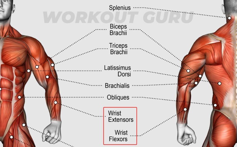 10 Dumbbell Exercises For Forearms You Need To Try Today! - Workout Guru