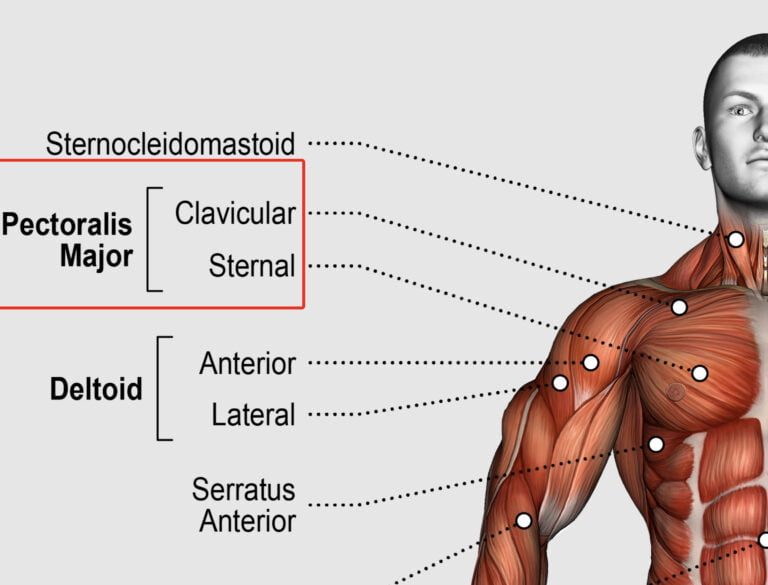10 Effective Exercises For Pec Major Muscles - Workout Guru
