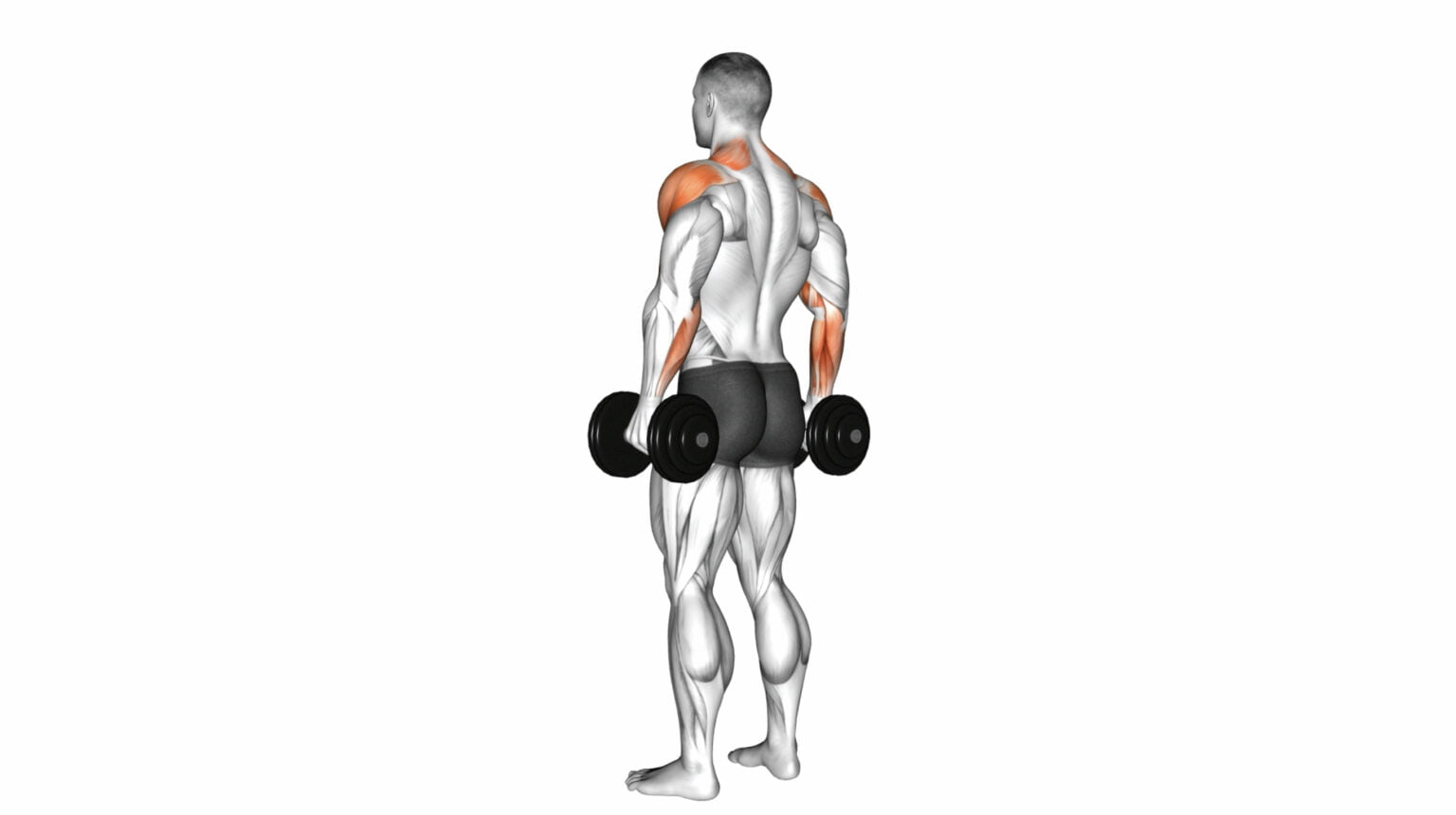10 Effective Trap Dumbbell Exercises For Stronger And Fuller Back ...