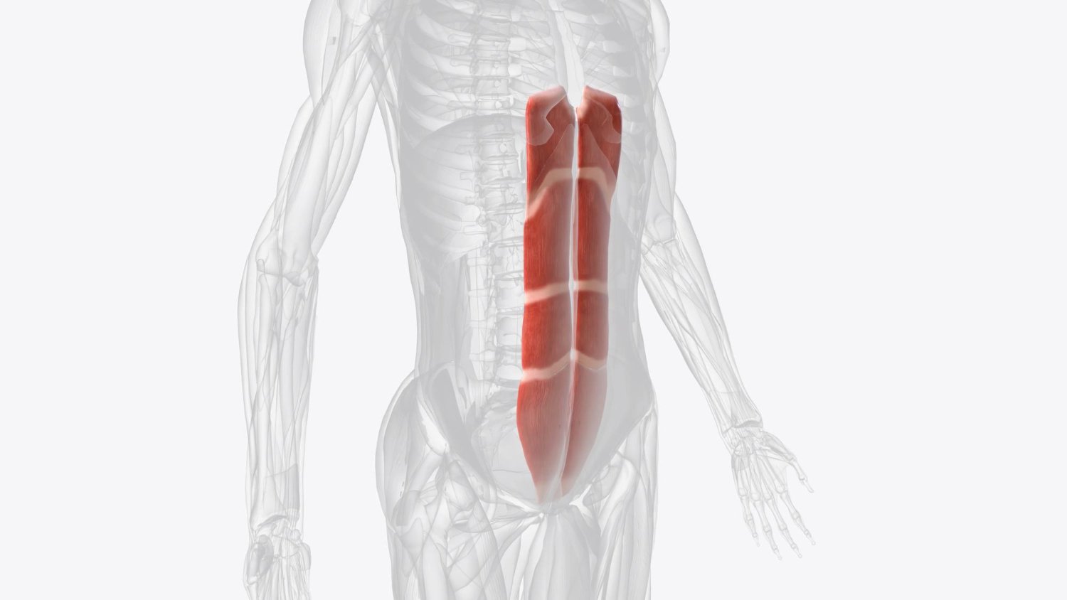 5 Worst Exercises For Diastasis Recti: Avoid These Abdominal Separation ...