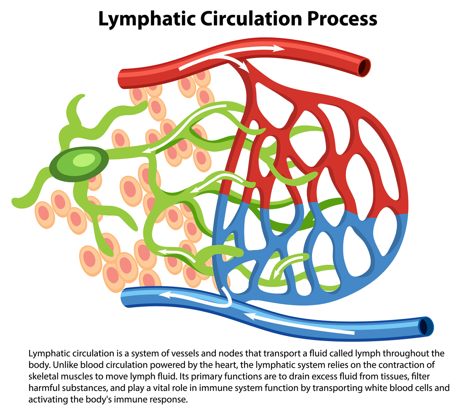 Why Is Exercise Good For The Lymphatic System? Find Out Now! Key To ...